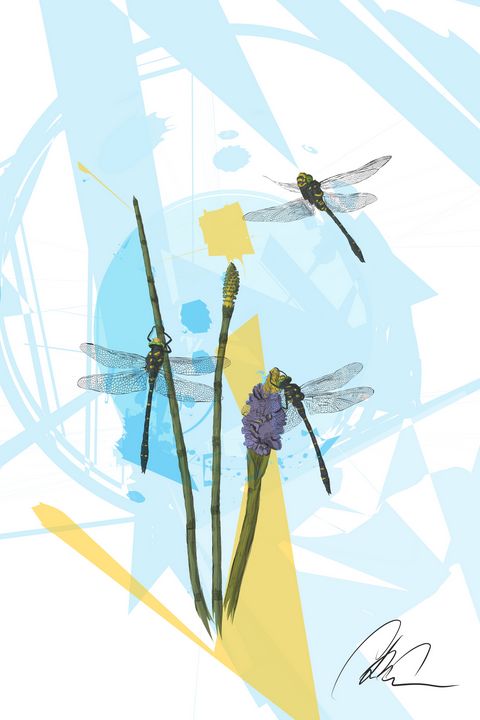 Dragonfly Project - Chad Greene Art - Drawings & Illustration, Animals ...