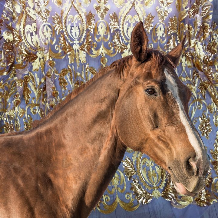 Prized Horse - Karen Colville Nature Art - Digital Art, Animals, Birds ...