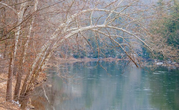 Curved trees, blue/green - StephenJSepan - Photography, Landscapes ...