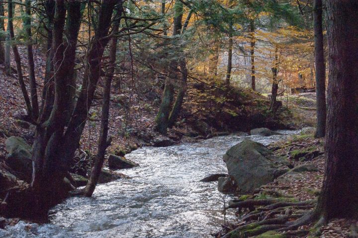 Wooded Stream at Loleta, ANF (OP) - StephenJSepan - Digital Art & AI ...