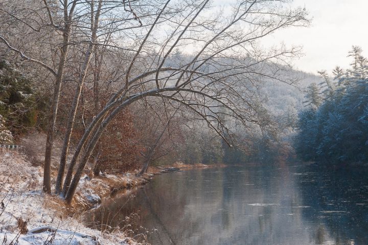 Curved Trees, Clarion No2 (OP) - StephenJSepan - Digital Art & AI ...