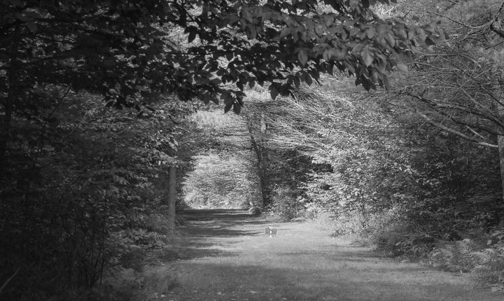 Light and Shadowed Path - StephenJSepan - Photography, Landscapes ...