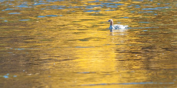 Duck in Golden Reflection - StephenJSepan - Photography, Animals, Birds ...