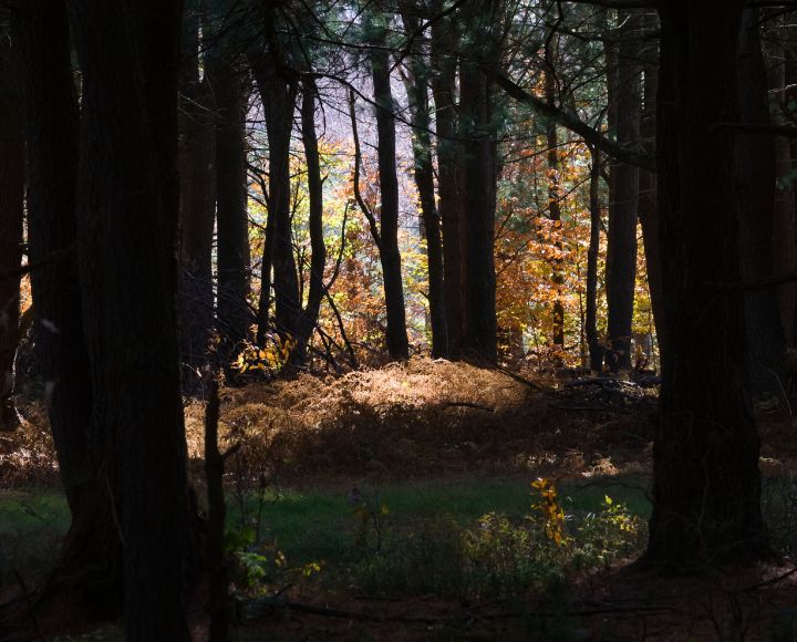 Forest Colors No1 - StephenJSepan - Photography, Landscapes & Nature ...