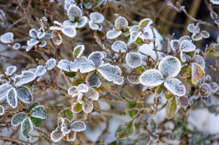 Shrub covered with frost2 - Yuliya Sal Photographer - Photography, Flowers, Plants, & Trees ...