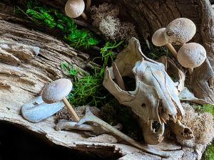 Al Thomas Photography - Photography