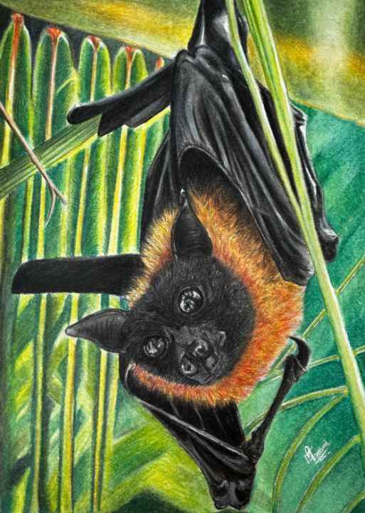 The Flying Fox - MJ Lombard - Drawings & Illustration, Animals, Birds ...
