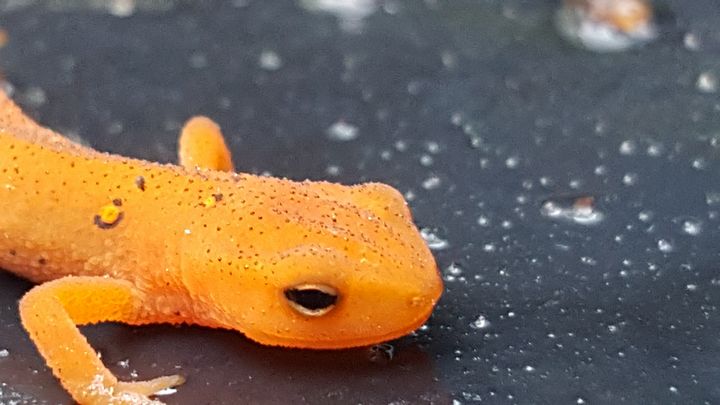 Salamander - James M. Piehl - Photography, Animals, Birds, & Fish ...