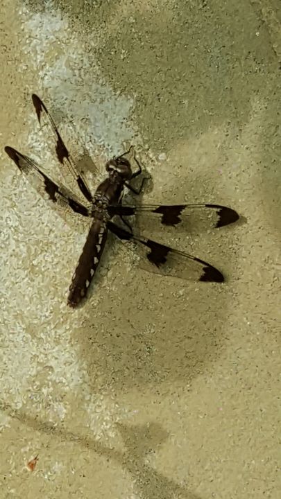 Dragonfly in prayer - James M. Piehl - Photography, Animals, Birds ...