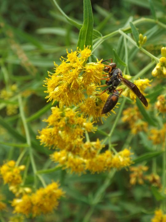Pollinating Paper Wasp on Goldenrod - Raber Fine Art - Photography, Animals, Birds, & Fish, Bugs ...