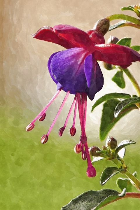 Beauty of the Fushia Watercolor - Raber Fine Art - Paintings & Prints ...