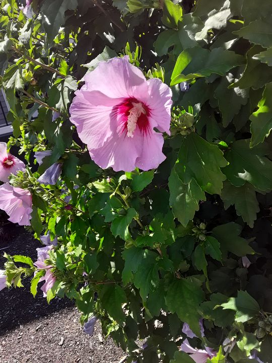 Single Pink Rose of Sharon - Gail Cavanaugh Art - Photography, Flowers ...