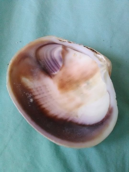 Clam Shell against Blue Background - Gail Cavanaugh Art - Photography ...