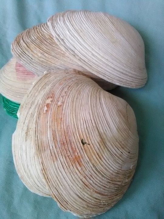 Back Sides of Four Clam Shells - Gail Cavanaugh Art - Photography ...