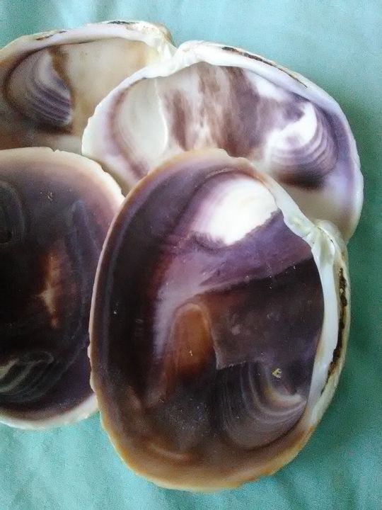 Insides of Four Clam Shells - Gail Cavanaugh Art - Photography, Animals ...