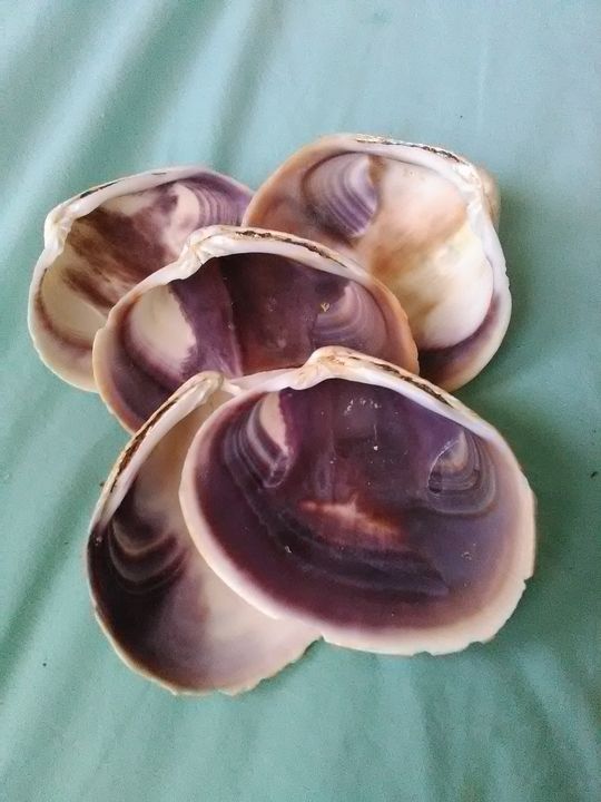 Five Clam Shells - Gail Cavanaugh Art - Photography, Animals, Birds ...