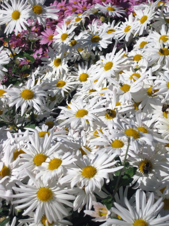 Insects Love Daisies In September 02 - CHARLES DANCIK ART - Photography ...