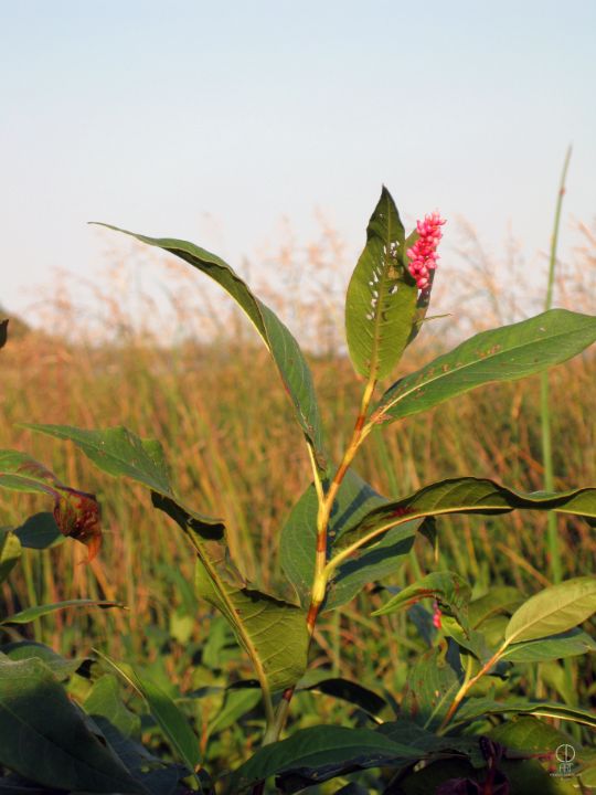 Oka Lakeshore Red Flower - CHARLES DANCIK ART - Photography, Flowers ...