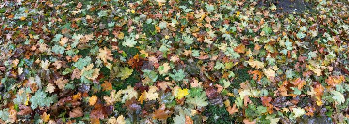 Panoramic October Rains On Leaves - CHARLES DANCIK ART - Photography ...