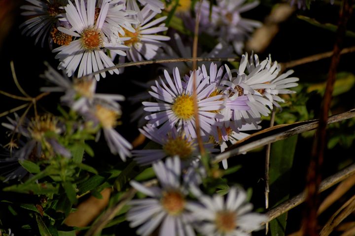 Daisies Behind The Mess Big Daddy H Photo Photography Flowers