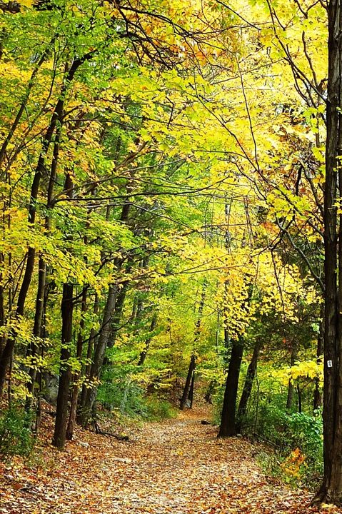 The Path I Take - Ada - Photography, Landscapes & Nature, Paths ...