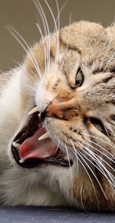 The cat - Phillppe CBS - Photography, Animals, Birds, & Fish, Cats ...