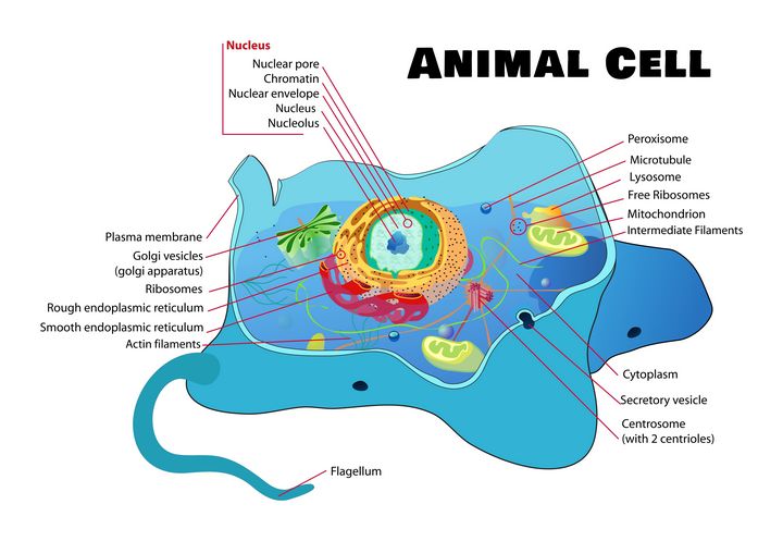 Diagram of an Animal Cell - Yvonne - Digital Art & AI, Science ...