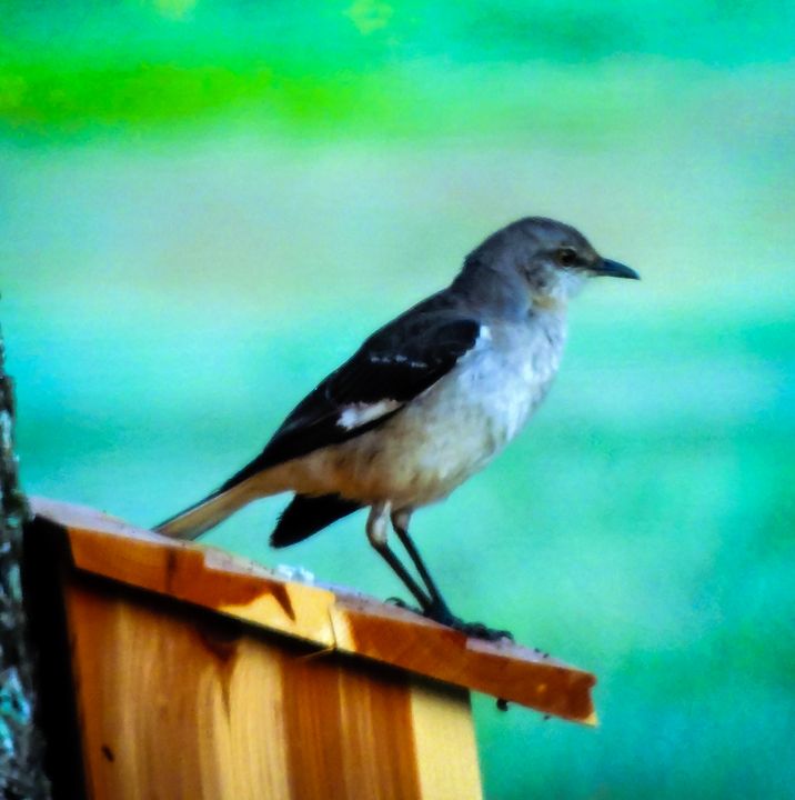 Pondering Sparrow - Lucid Night Publishing - Photography, Animals ...