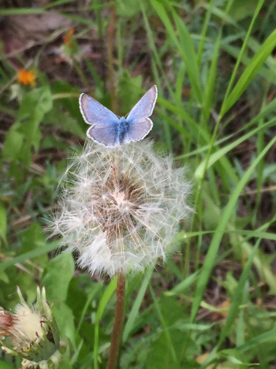 Blue moth on dandelion - Yellow leaf art - Photography, Flowers, Plants ...