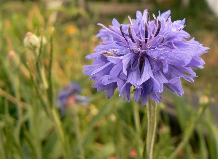 Purple Bachelor Button - CalicoPony Creations - Photography, Flowers ...