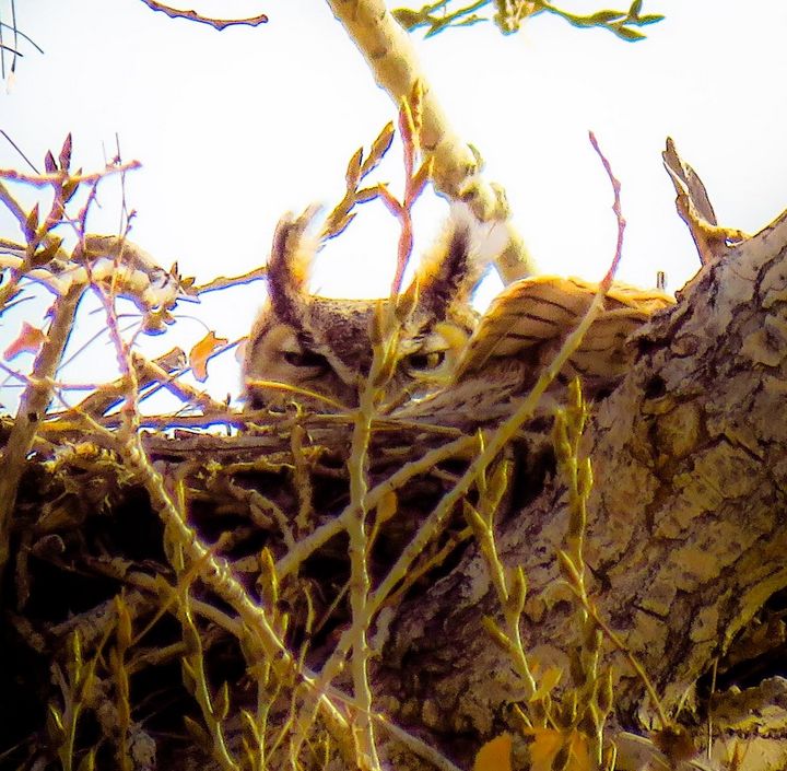 Great Horns Of a Owl - Chad Vidas Outdoors - Photography, Animals ...