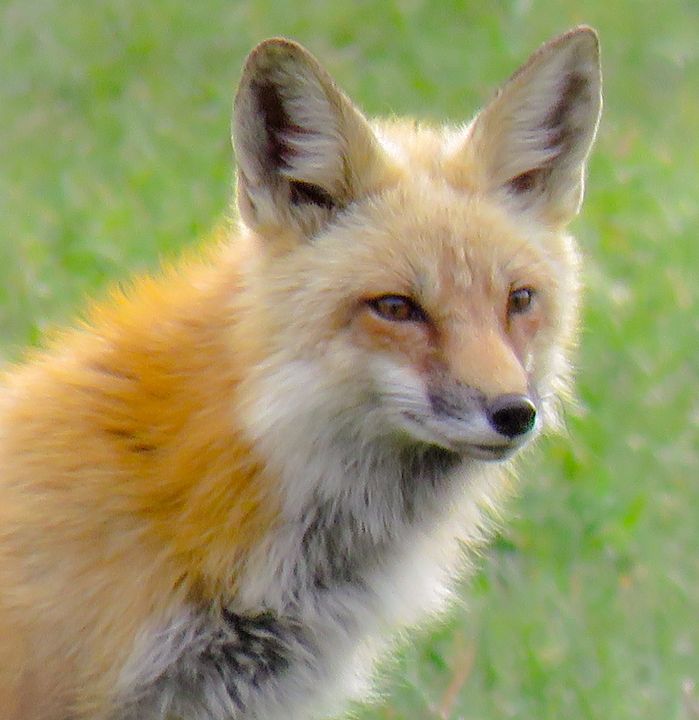 Foxing Around - Chad Vidas Outdoors - Photography, Places & Travel ...