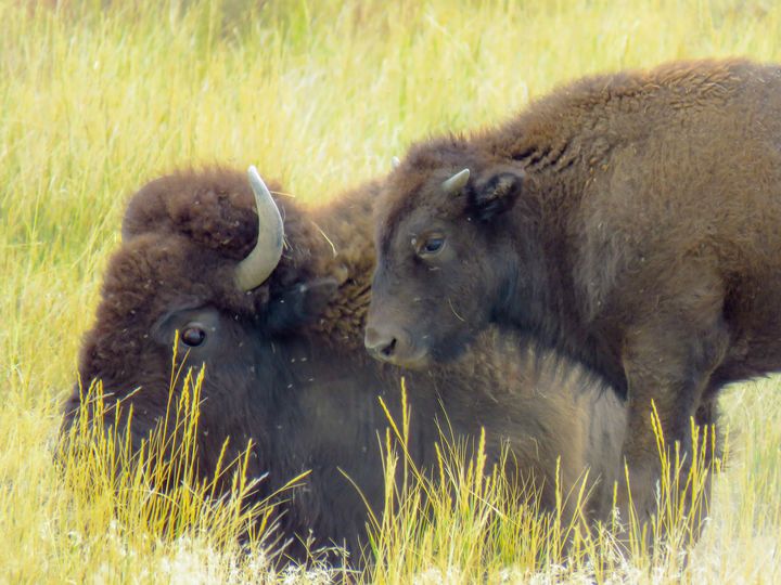That's My Mom - Chad Vidas Outdoors - Photography, Animals, Birds ...