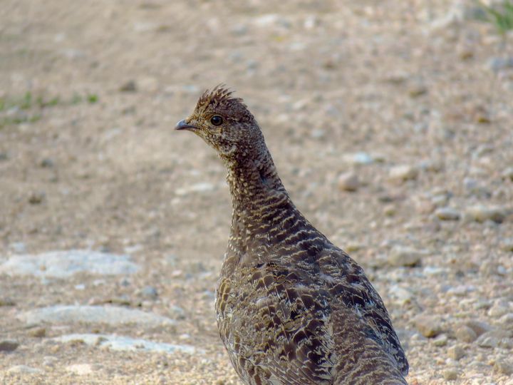 Buy Grouse, Birds, Animals, Birds, & Fish, Photography at ArtPal