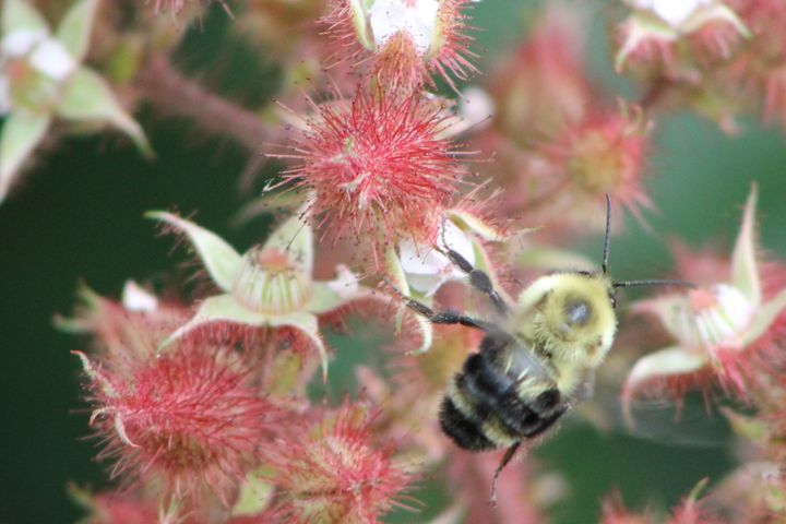 Raspberry Working Bee - Sheaffer Art Gallery - Photography, Animals ...