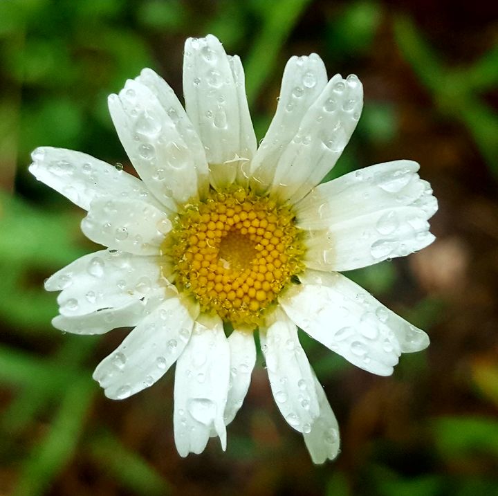 Daisy - Peony Prints - Photography, Flowers, Plants, & Trees, Flowers ...