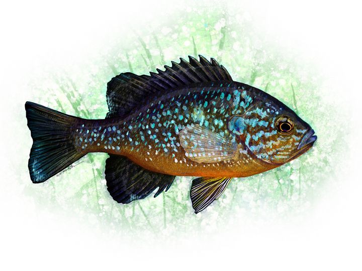 The Pumpkinseed Panfish - FishWearDesigns - Paintings & Prints, Animals ...