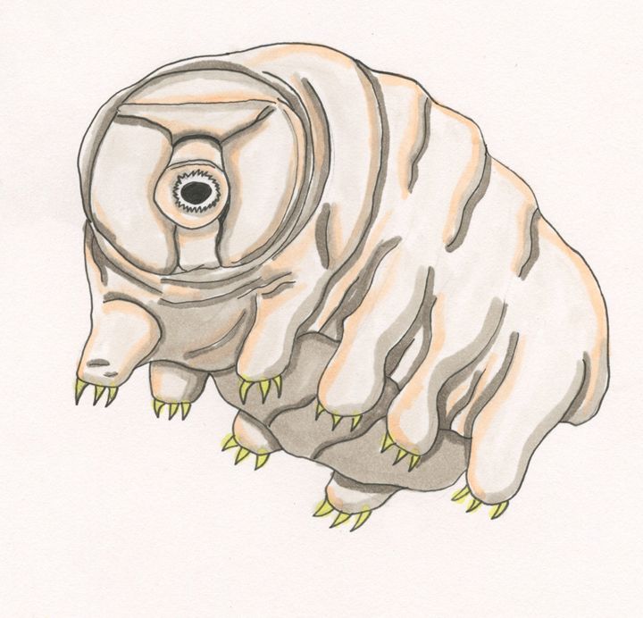 Tardigrade - Spiral Bound Arts - Paintings & Prints, Animals, Birds ...