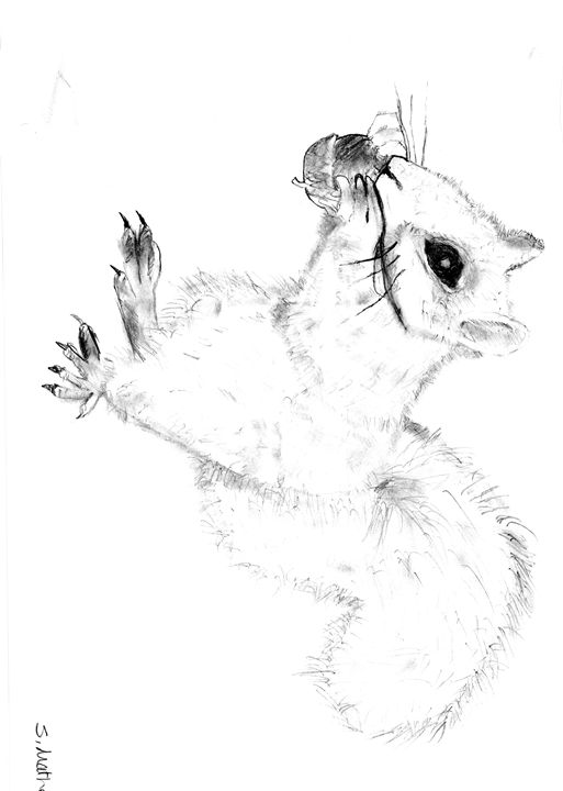 Squirrel - Sam Matheson - Drawings & Illustration, Animals, Birds ...
