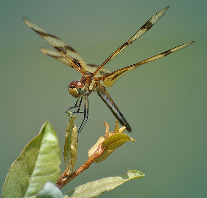 Calico Pennant Dragonfly - NatureBabe Photos - Photography, Animals ...
