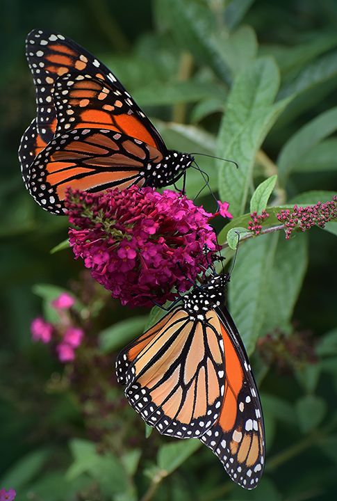 Monarch Pair - NatureBabe Photos - Photography, Animals, Birds, & Fish ...