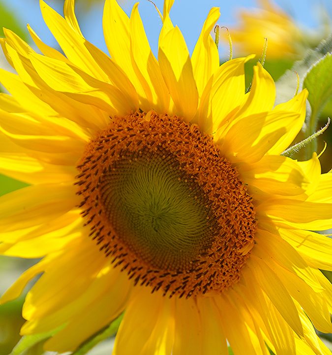 The Face of Golden Sun - NatureBabe Photos - Photography, Flowers ...