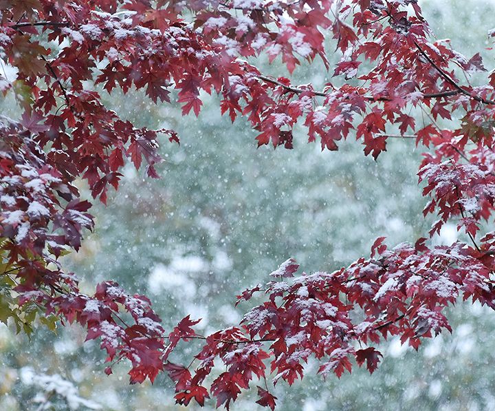 Maples in the Snow - NatureBabe Photos - Photography, Flowers, Plants ...
