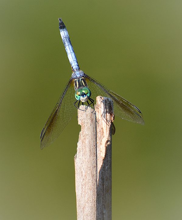 Blue Dasher at the Pond - NatureBabe Photos - Photography, Animals ...