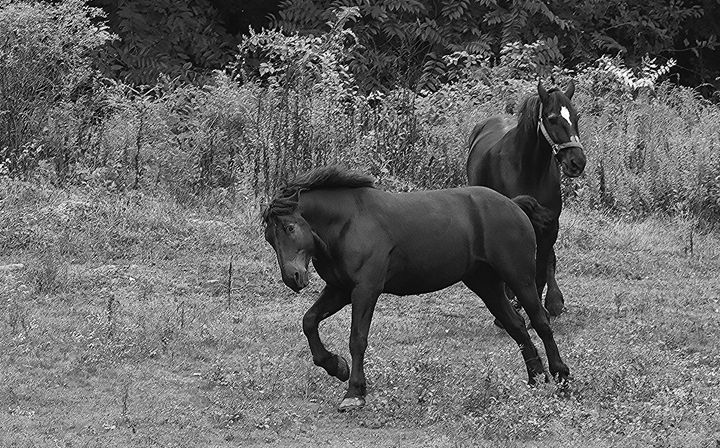 Horses Romping in Field - NatureBabe Photos - Photography, Animals ...