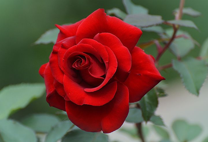 Late Season Red Rose - NatureBabe Photos - Photography, Flowers, Plants ...
