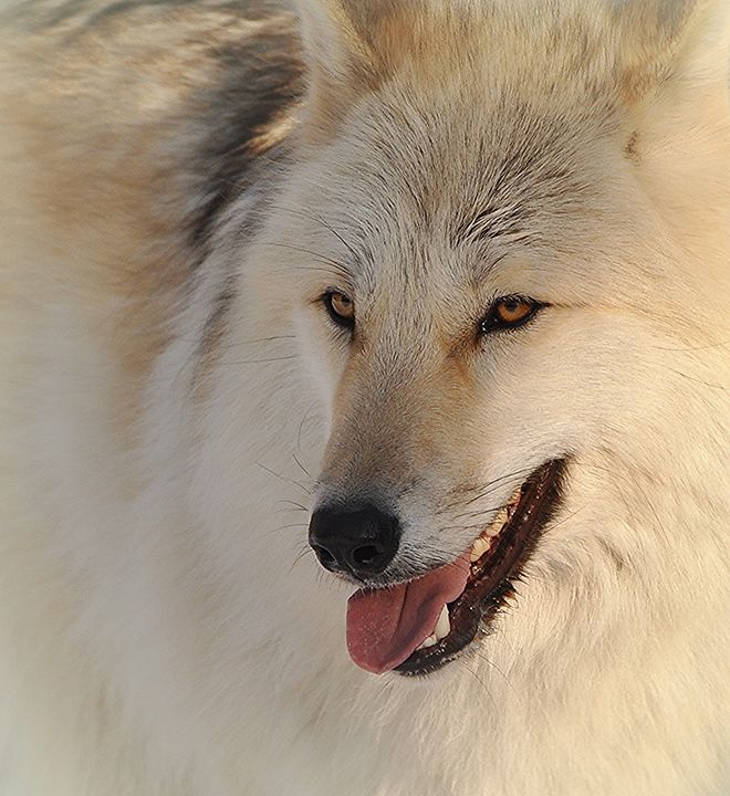 Wolf Face - NatureBabe Photos - Photography, Animals, Birds, & Fish ...