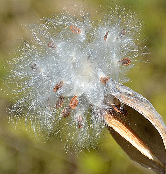 Milkweed Seeds - NatureBabe Photos - Photography, Flowers, Plants ...