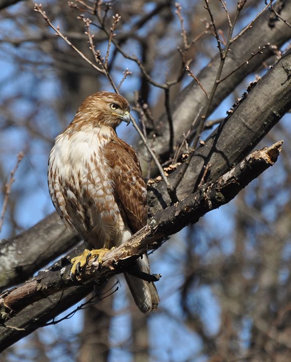 Juvenile Red-Tailed Hawk - NatureBabe Photos - Photography, Animals ...