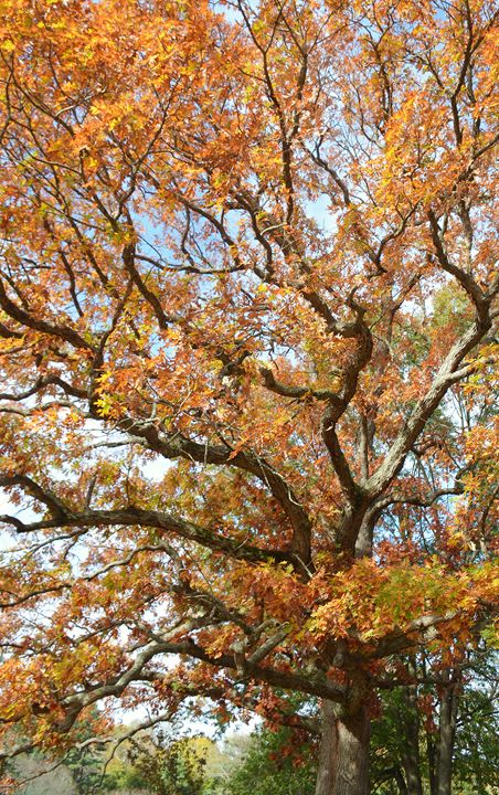 Tall Oak Tree - NatureBabe Photos - Photography, Flowers, Plants ...